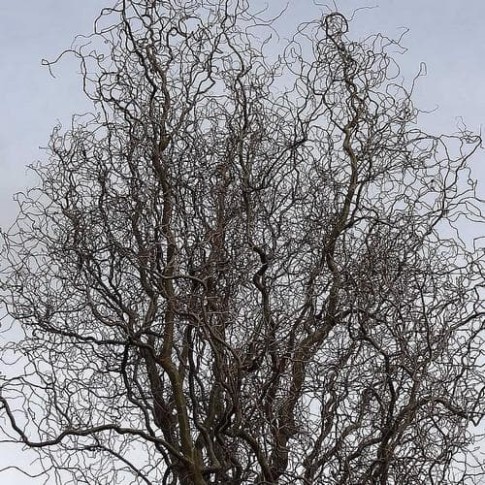 Outlet Future Forests Salix Babylonica Tortuosa – Contorted Willow ...