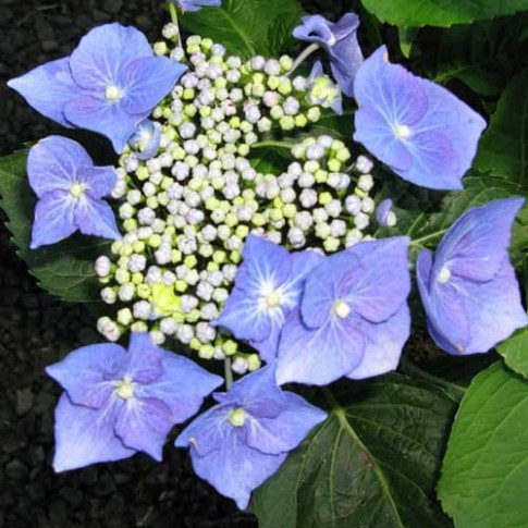Discount Future Forests Shrubs Hydrangea Macrophylla Blaumeise (Bluetit) Pot - Arizona Outlet