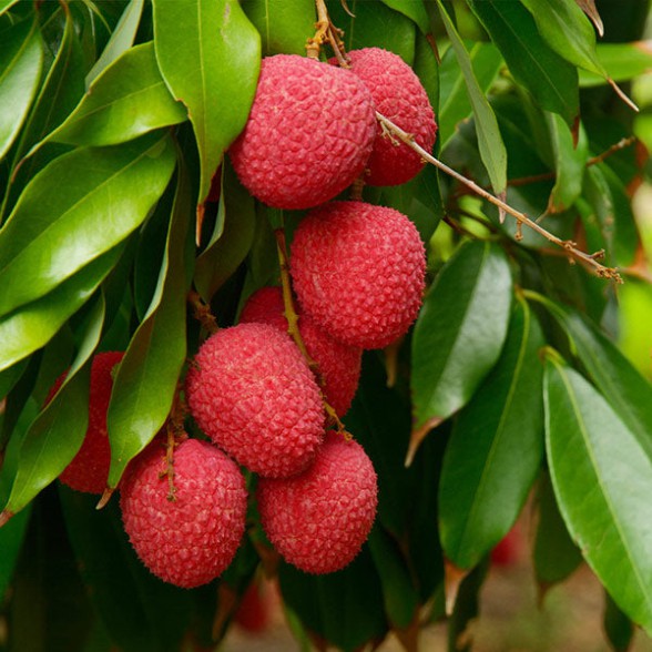 Sale Fast Growing Trees Emperor Lychee Tree Tropical Fruit Trees 1 ...