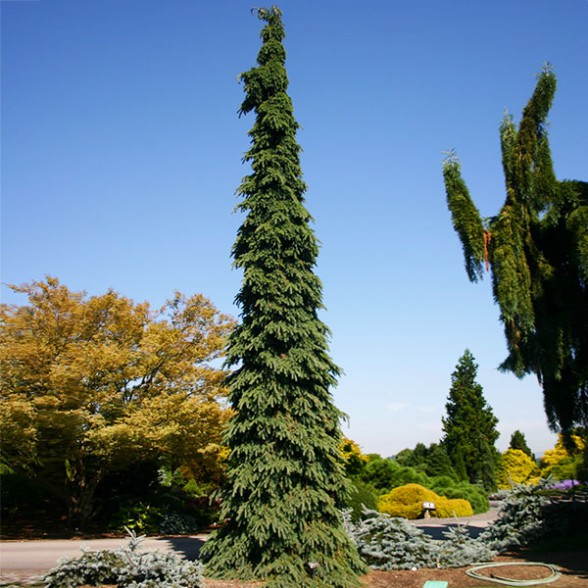 Sale Fast Growing Trees Weeping White Spruce Tree 3 Gallon