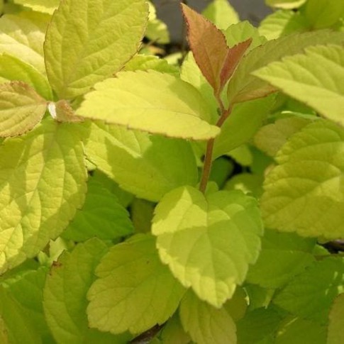 Discount Future Forests Shrubs Spiraea Japonica Gold Mound Bareroot - Arizona Outlet