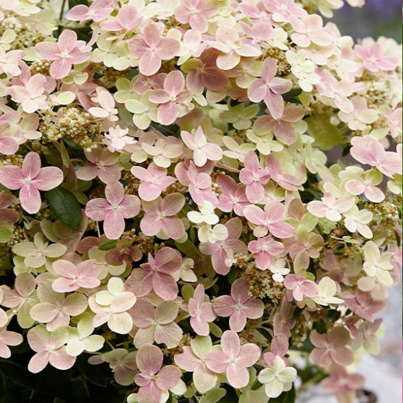 Cheap Fast Growing Trees Early Evolution Hydrangea Hydrangea Shrubs 2 ...