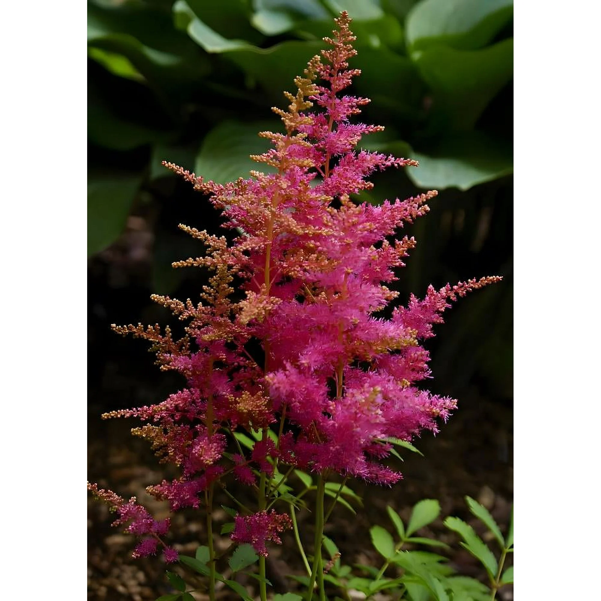 Classy Groundcovers, False Spirea (Pink) Pink Japanese Astilbe, Pink ...