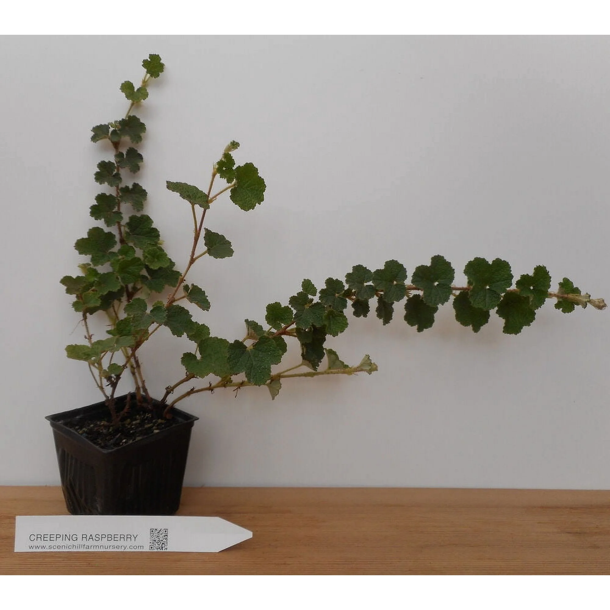Taiwan Creeping Raspberry - Ground Cover - Edible Berries - Arizona Outlet