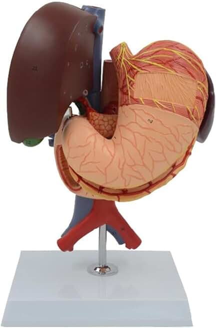 Human Anatomical Model, Human Stomach Liver Gallbladder Pancreas ...