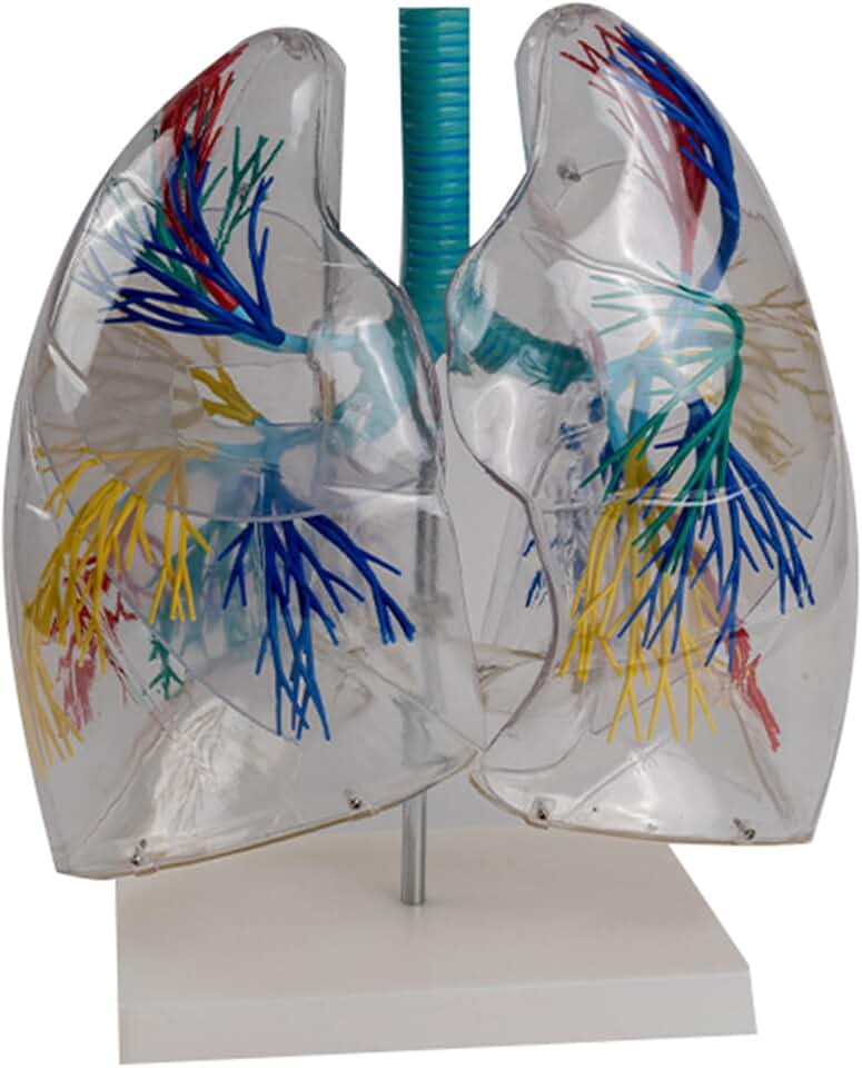 Human Lungs Model Respiratory System Pulmonary Segments Model for ...