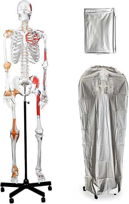 Vision Scientific VAS215-DC Medical Grade, Full Size Skeleton W Hand ...