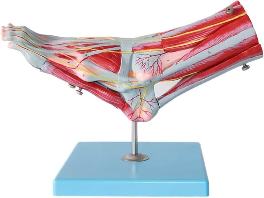 Detachable Foot Anatomy Model, Human Foot Muscle Attached Main Blood ...