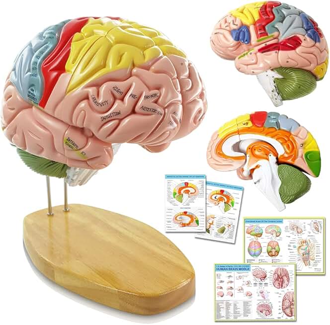 2024 Newest Human Brain Model for Neuroscience Teaching with Labels 1.5 ...