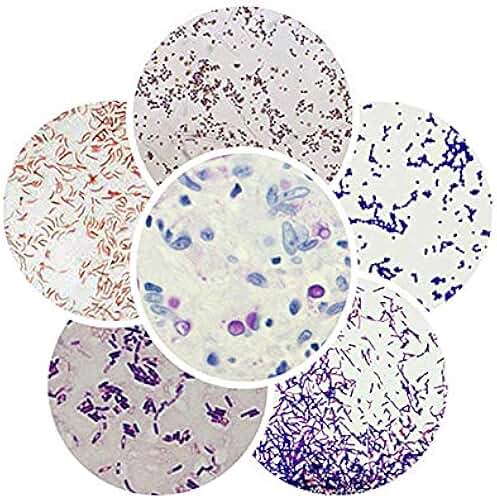 50-Set Prepared Typical Microbiology Sample Gram Stain Human Medicine ...
