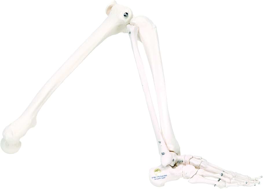 Anatomical Model: Loose Bones, Leg Skeleton, Left - 1 Each/Each - 12 ...