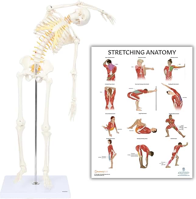 Axis Scientific Mini Human Flexible Skeleton Model with Durable Stand ...