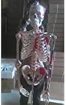 MG Scientific Anatomical Human Muscular Skeleton Model, Life Size ...