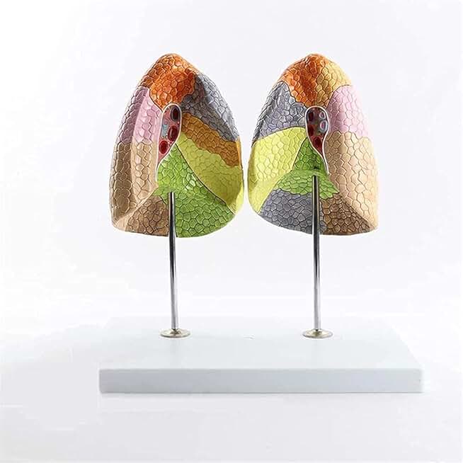 NaoSIn-Ni Study Model Educational Model Human Anatomy Lung Model Color Lung Function Area ...