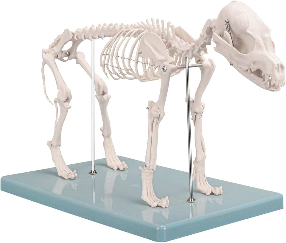 SimCoach Small Canine Skeleton Model, Veterinary Dog Model with Base ...