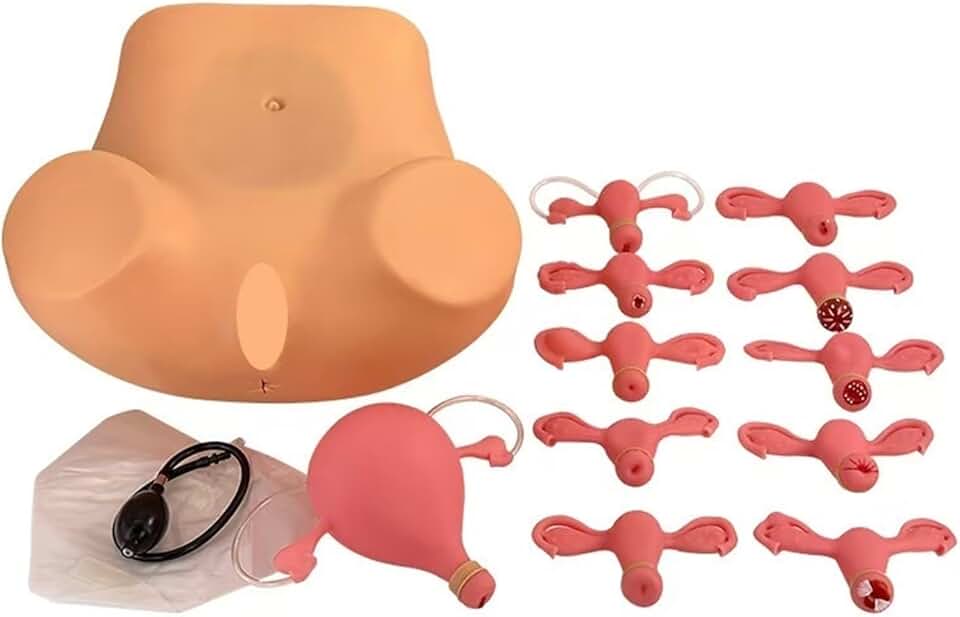 Female Gynecological Manikin Model, Female Reproductive Organs Model Organs Model, Birth ...