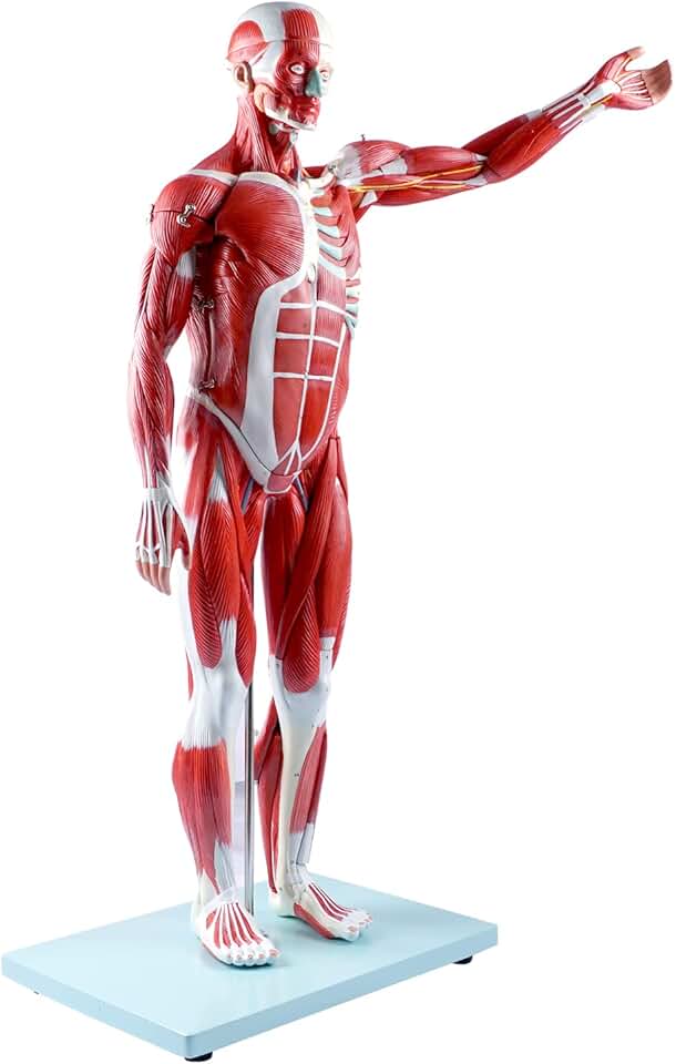 breesky Human Muscle and Organ Model, 27-Part Half Life-Size Human Body ...