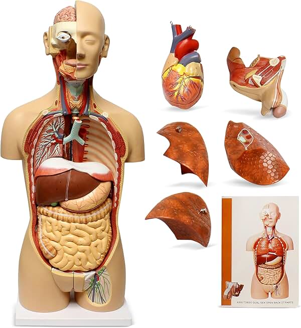 MonMed Human Torso Model – Life Size Human Body Model Anatomy Doll with ...