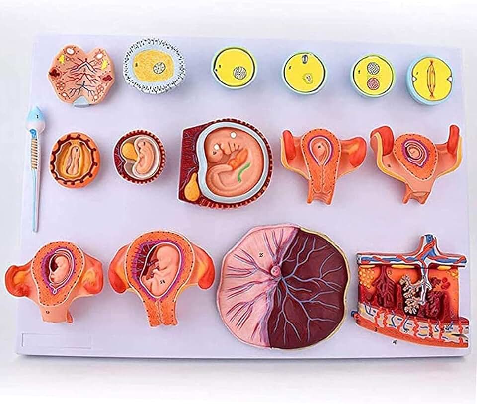 Human Fertilization and Early Embryonic Development Process ...