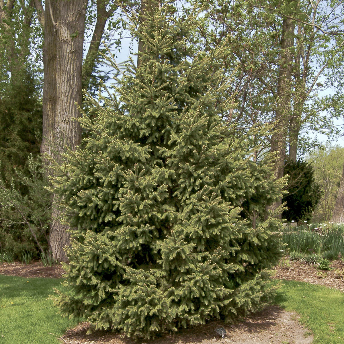White Spruce Live Evergreen Tree grown in a 2.25 gallon Pot (1-Pack ...