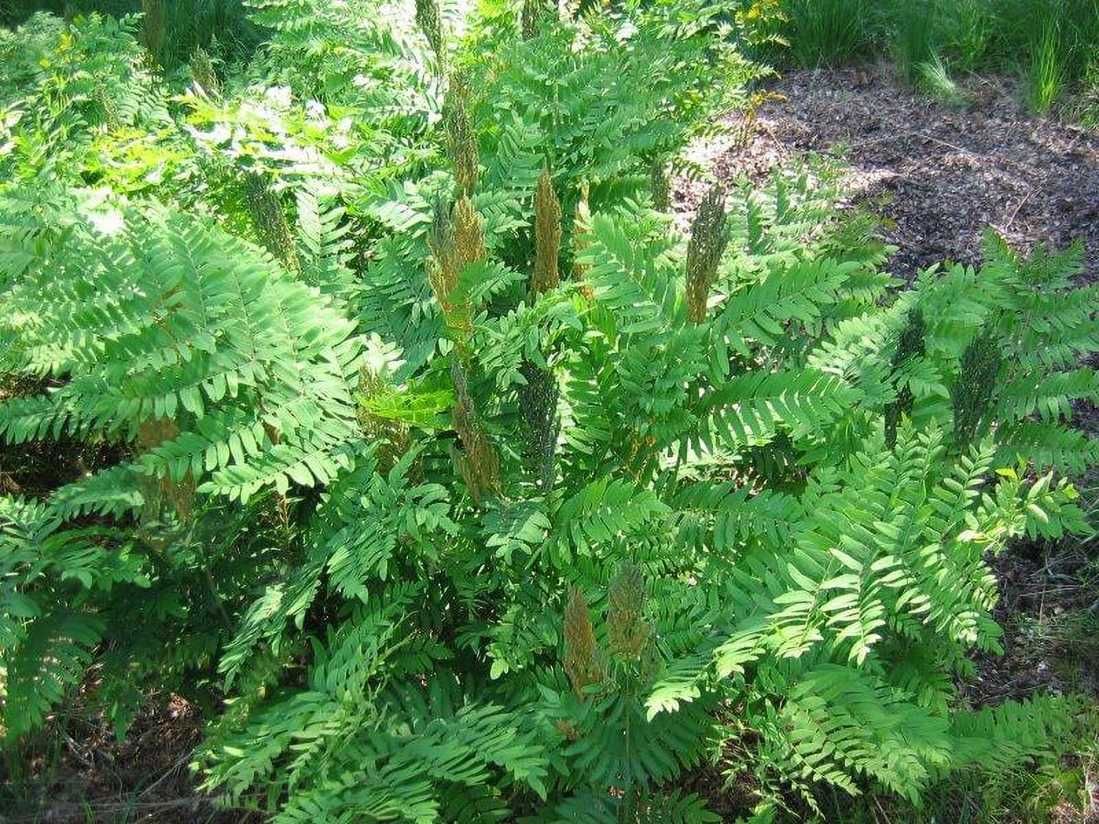 Classy Groundcovers - Royal Fern Flowering Fern {10 Bare Root Plants ...