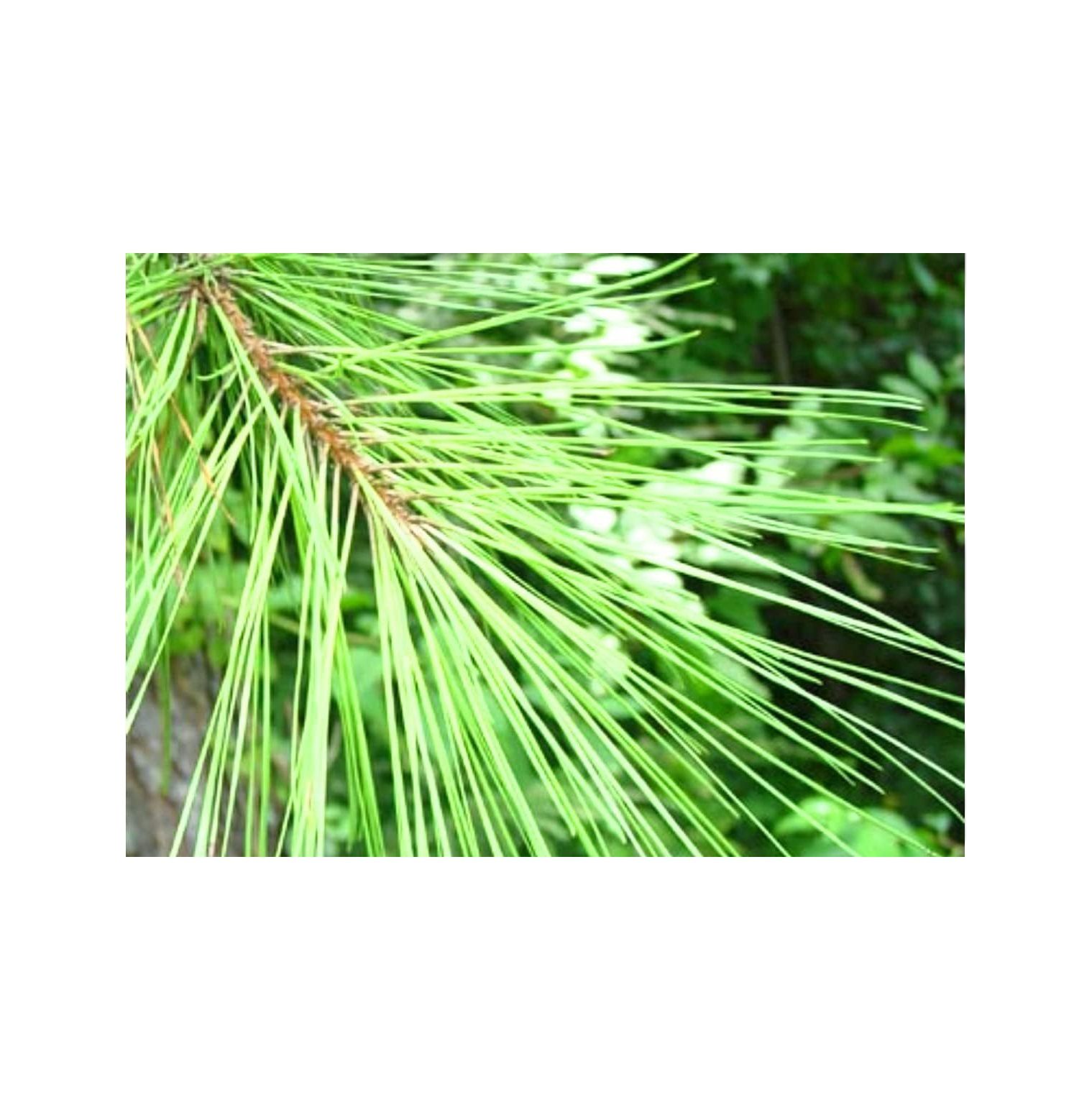 10 Organic Fast Growing Loblolly Pine | Pinus Taeda | Naturally ...