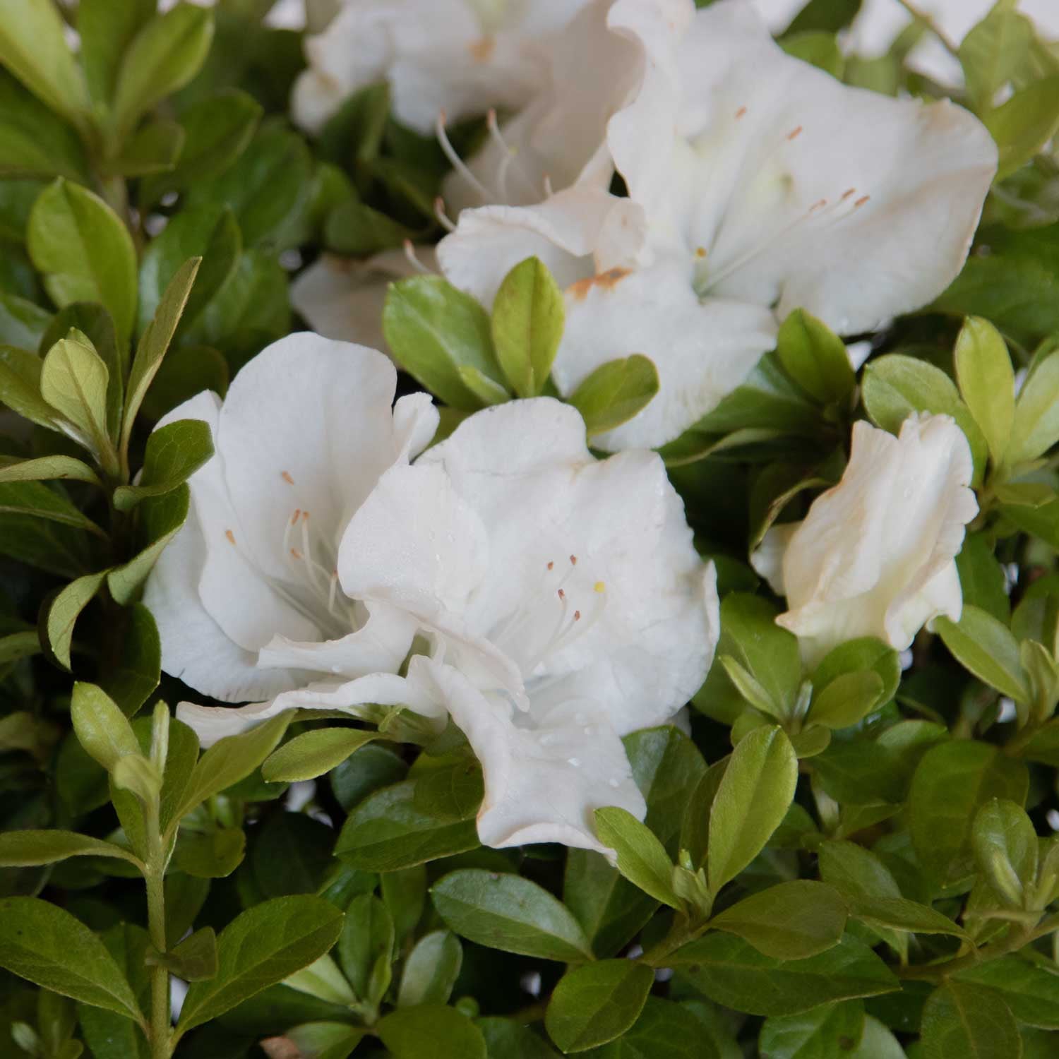 Encore Azalea Autumn Angel (1 Gallon) White Flowering Shrub – Full Sun ...