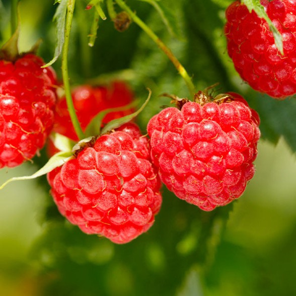 Cheap Fast Growing Trees Raspberry Bushes Heritage Everbearing ...