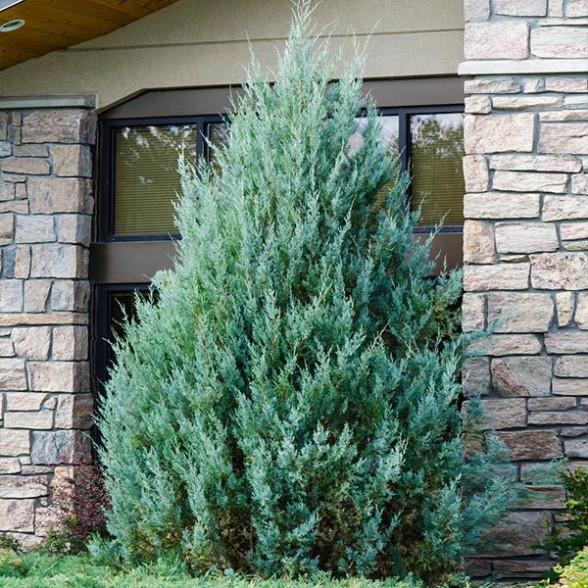 Outlet Fast Growing Trees Juniper Trees Juniper ‘Wichita Blue’ Tree 8 ...